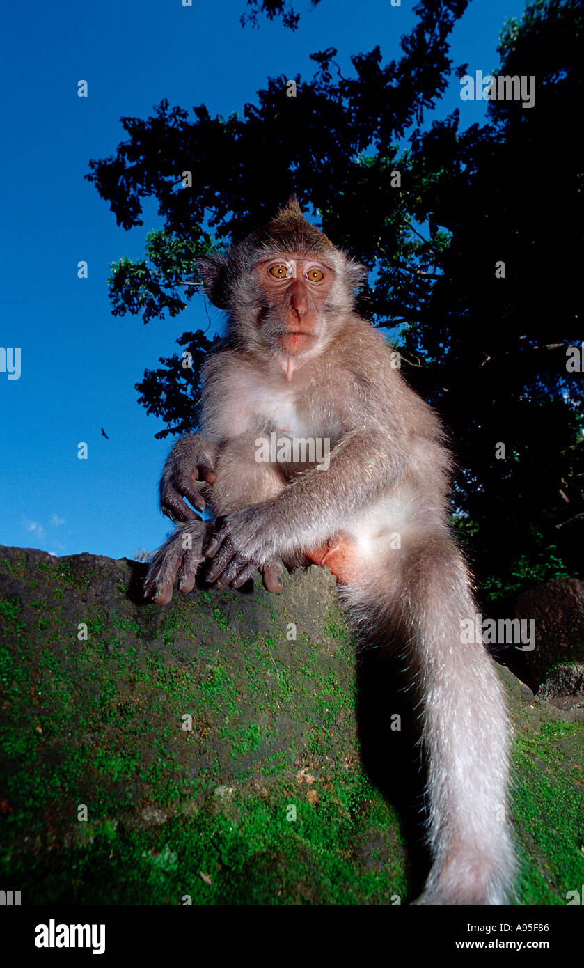 Java monkey Macaca fasciularis Stock Photo - Alamy