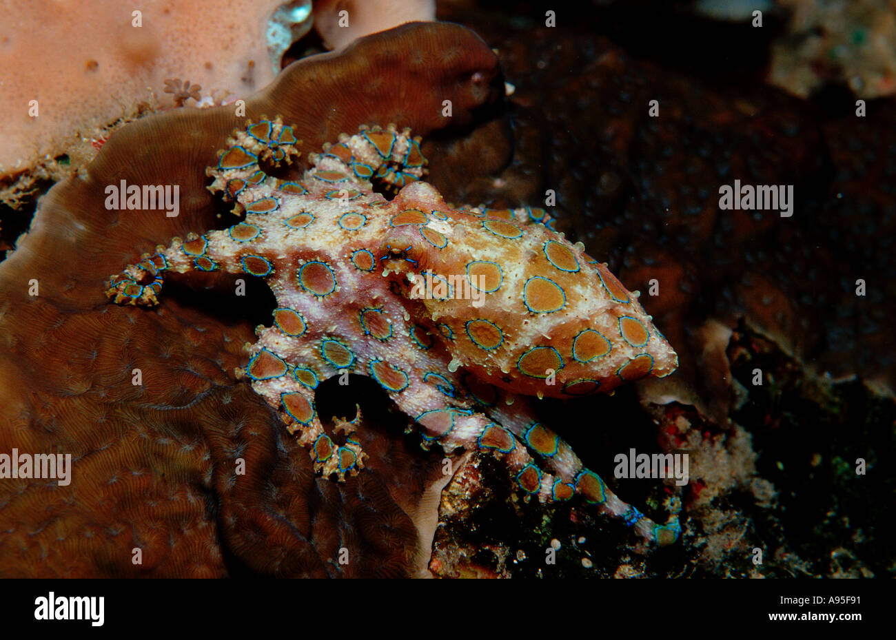 Blue ringed octopus great barrier reef hi-res stock photography and ...