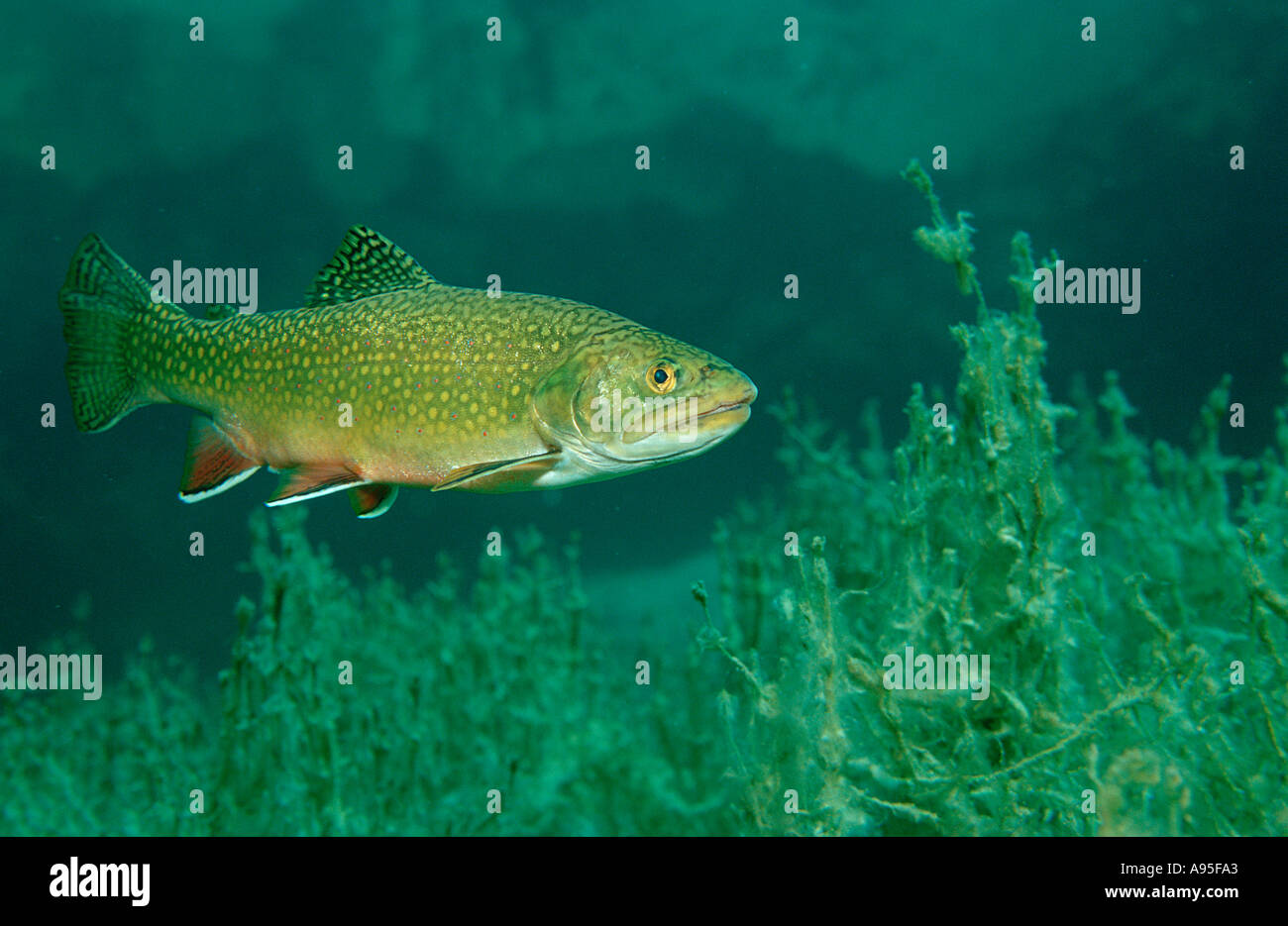 brook trout Salvelinus fontinalis freshwater lake Austria Stock Photo ...