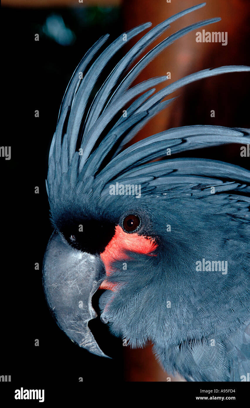 Indonesia bali palm cockatoo hi-res stock photography and images - Alamy