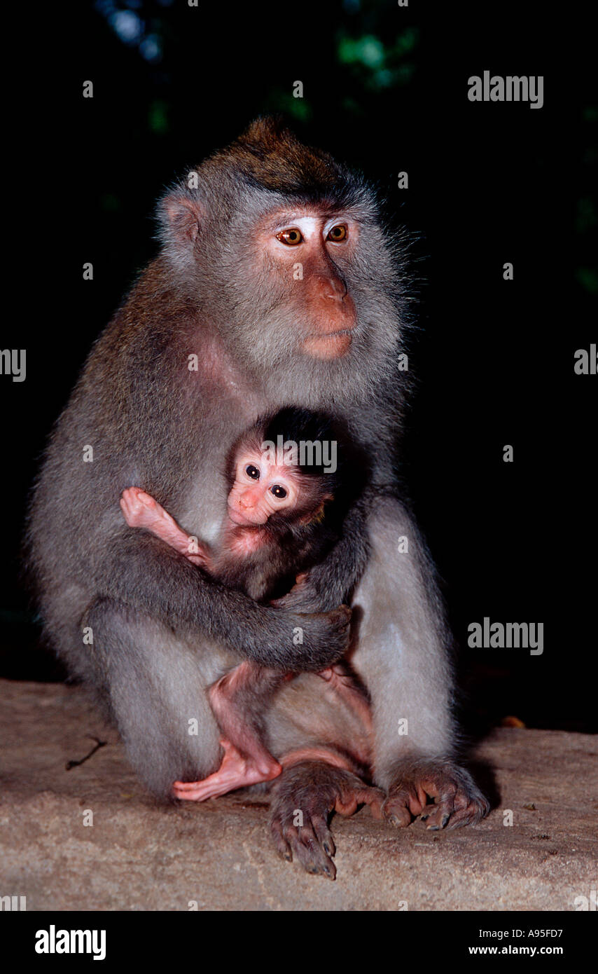 Fasciularis hi-res stock photography and images - Alamy