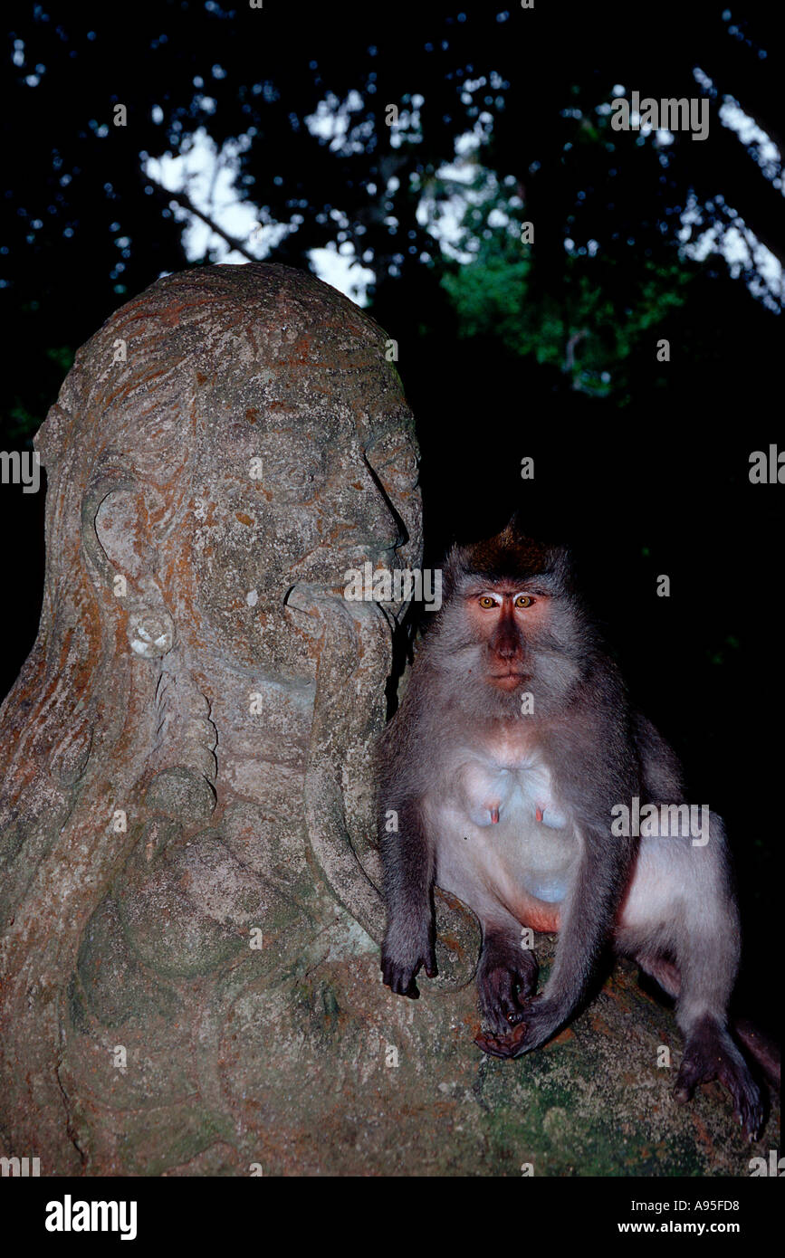 Java monkey Macaca fasciularis Stock Photo - Alamy