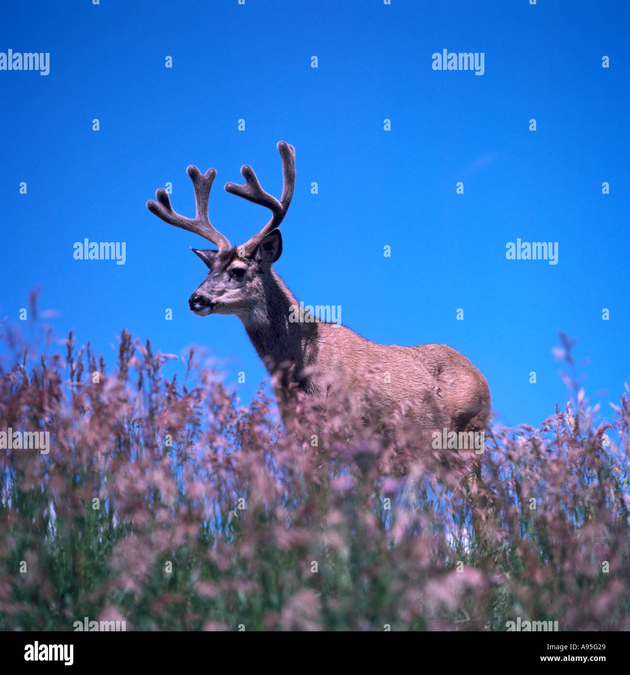 Mule Deer Buck (Odocoileus hemionus) in Velvet, grazing in the Wild ...