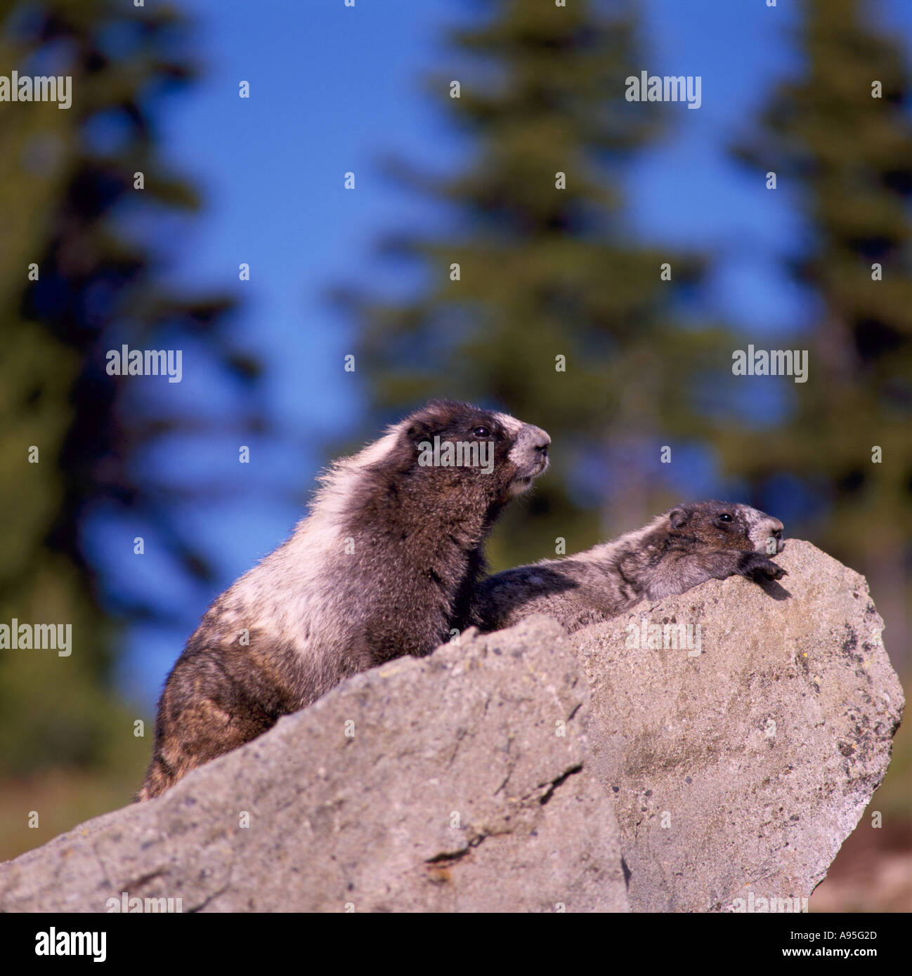 Female Hoary Marmot and Young with Latin Name of Marmota caligata ...
