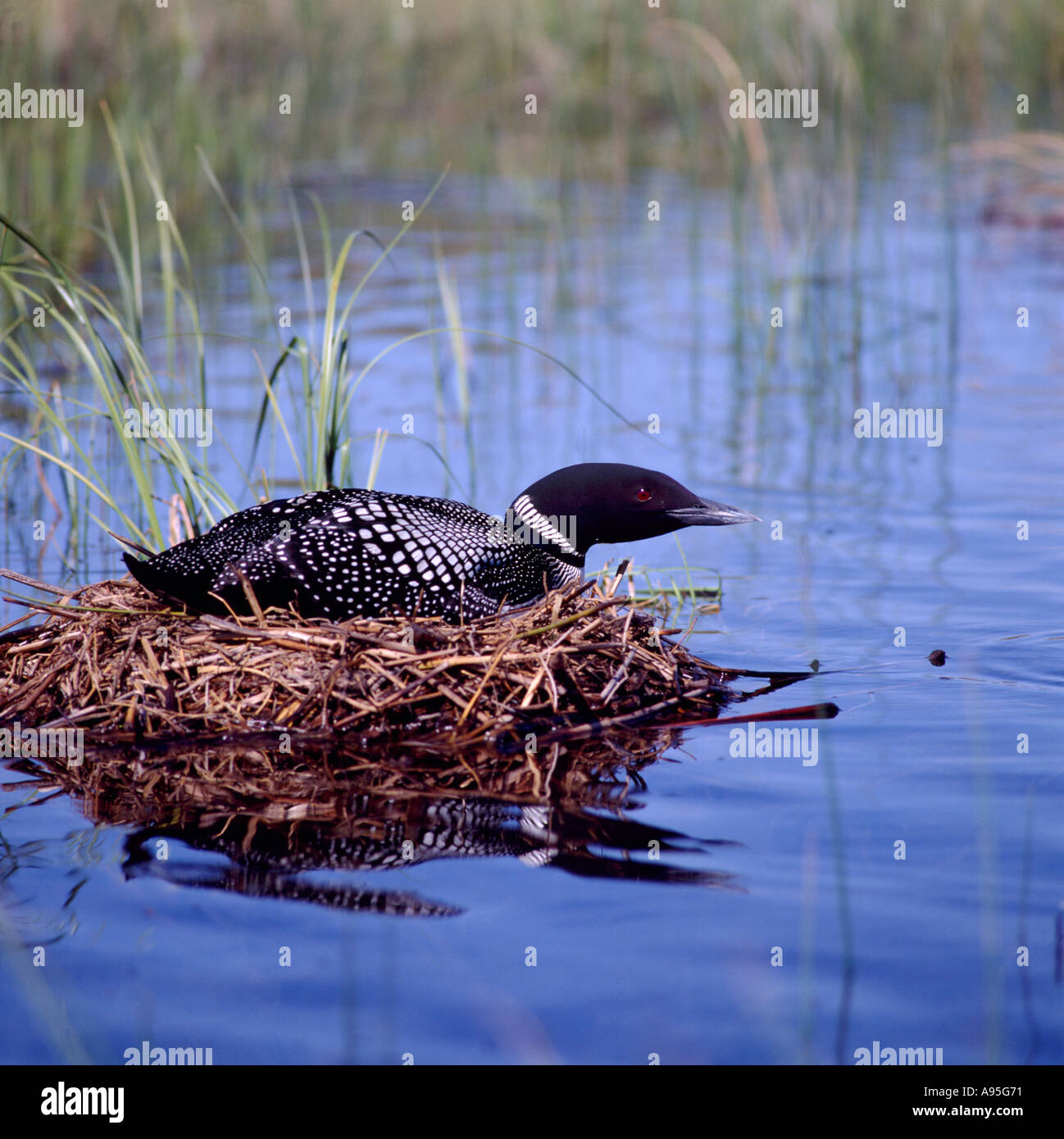 Common loon nesting bird photo hi-res stock photography and images - Alamy