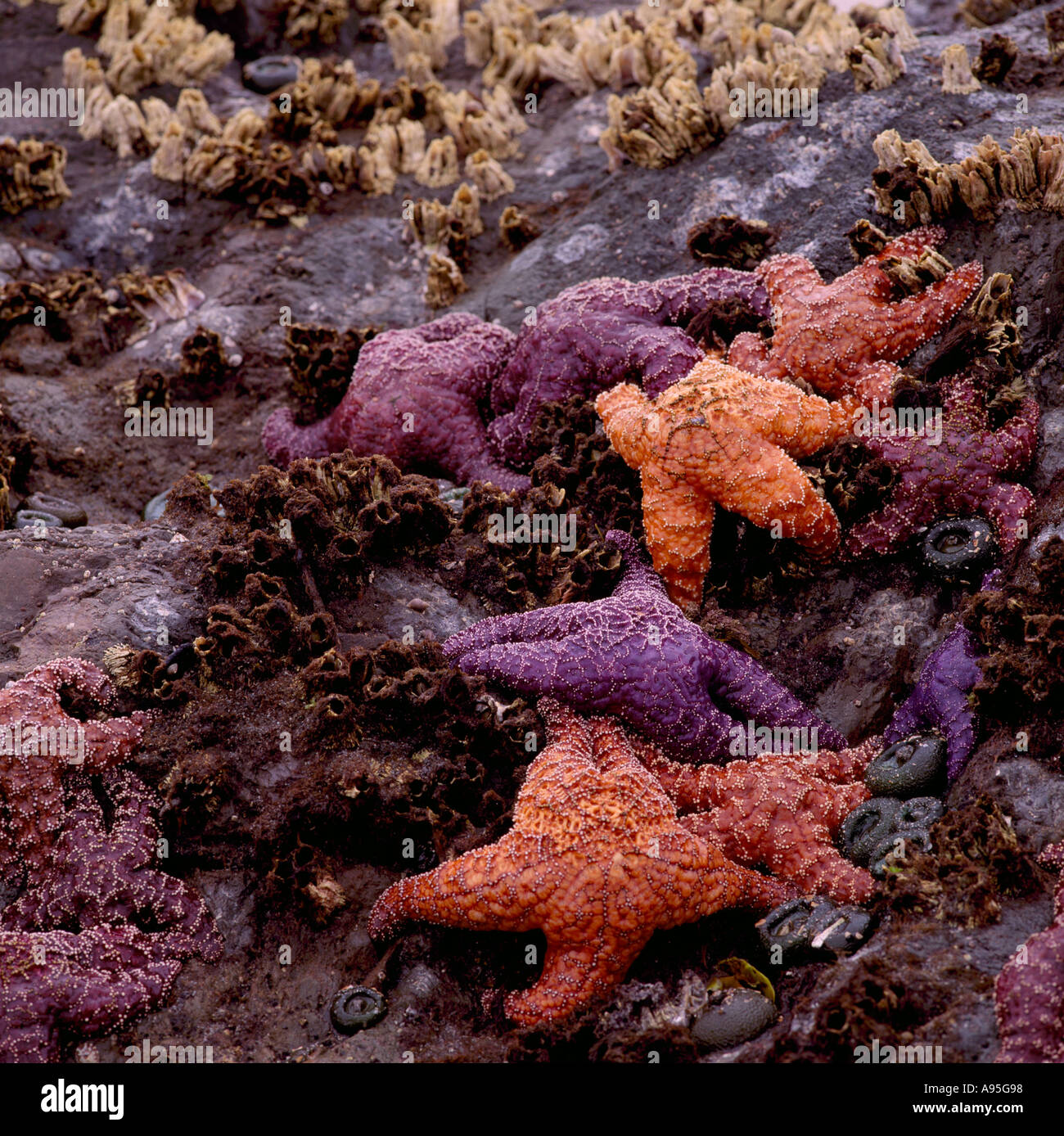 Ochre star fish (pisaster ochraceus) hi-res stock photography and ...