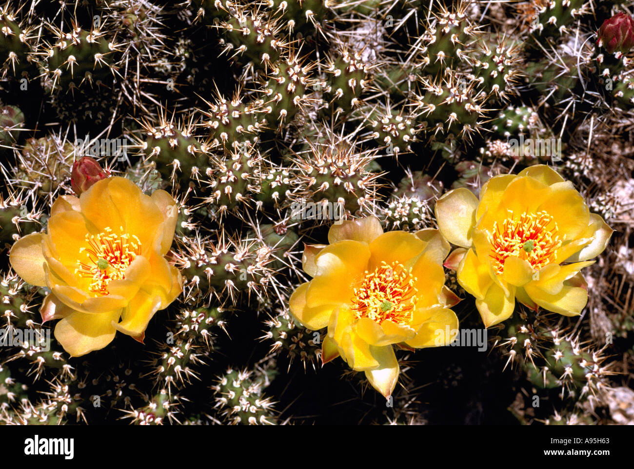 Brittle Prickly Pear Cactus (Opuntia fragilis) - Wild Flowers ...