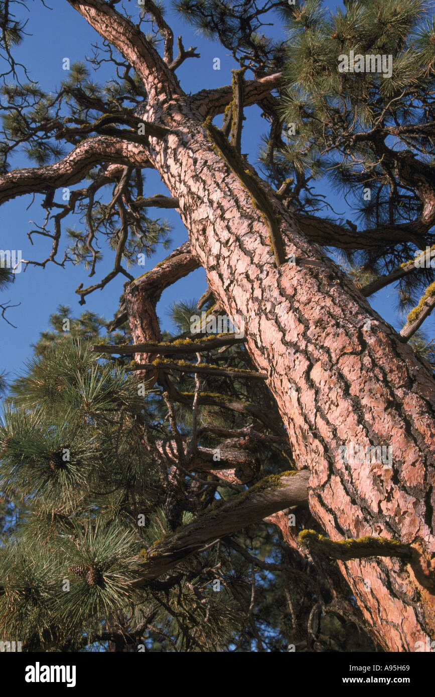 Ponderosa Pine (Pinus ponderosa) Tree in the Southern Interior Region ...