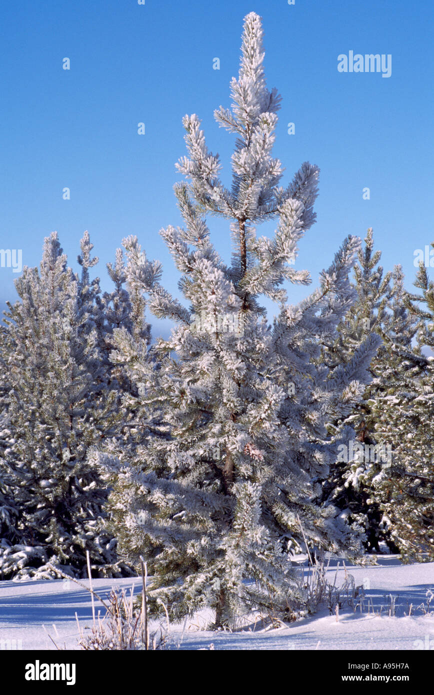 Frost-covered and Snow-covered Pine (Pinus) Trees in Northern British ...