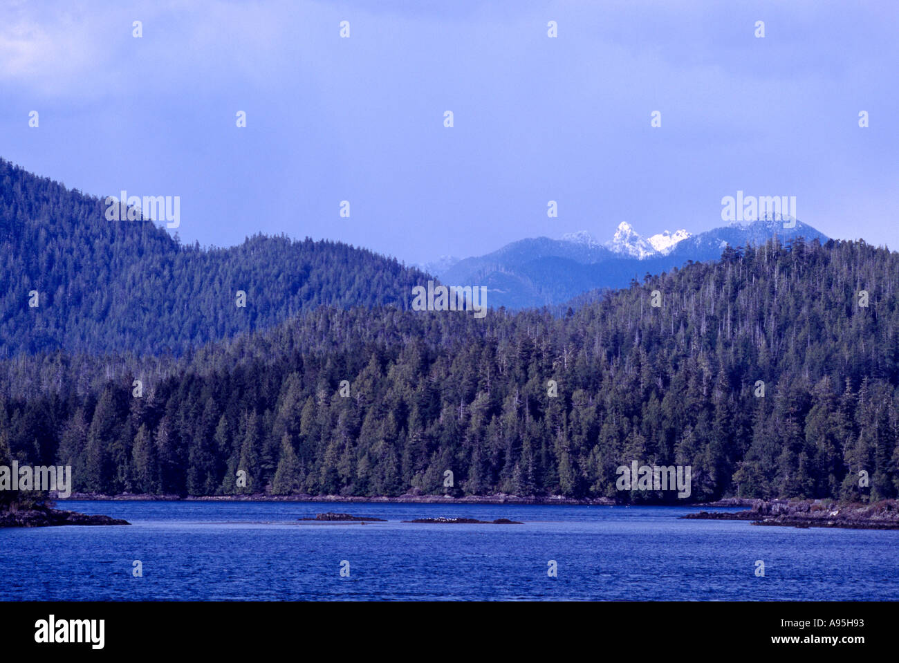 A Temperate Rainforest along the Pacific West Coast of Vancouver Island ...