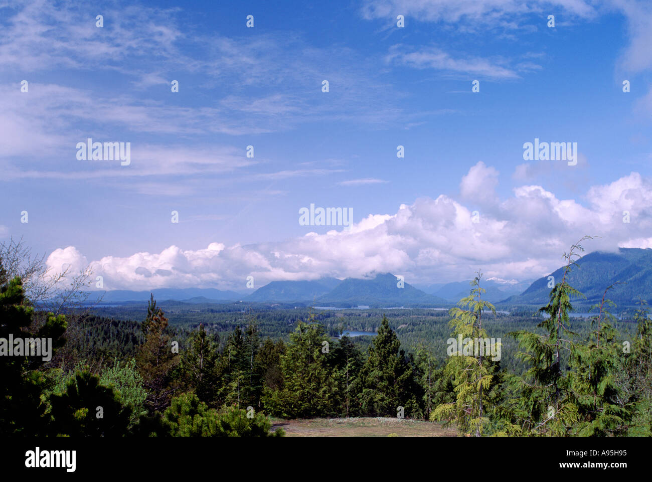 A Temperate Rainforest along the Pacific West Coast of Vancouver Island ...