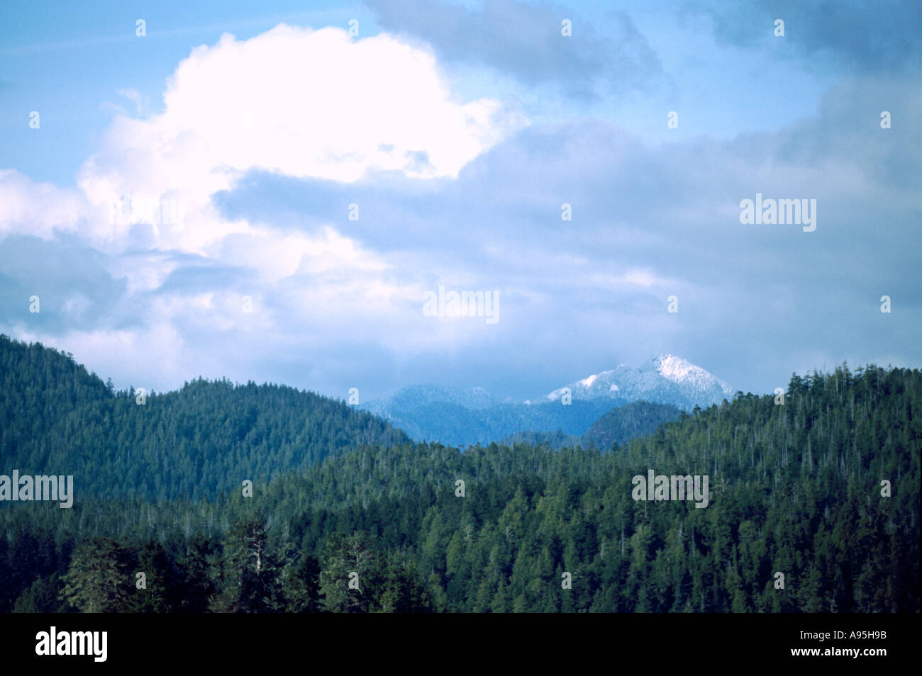 A Temperate Rainforest along the Pacific West Coast of Vancouver Island ...