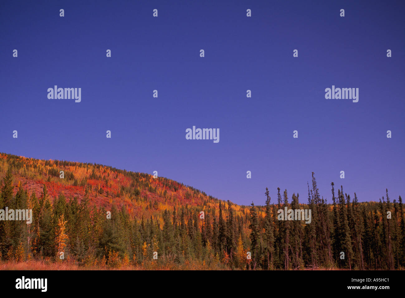 Canada boreal hi-res stock photography and images - Alamy