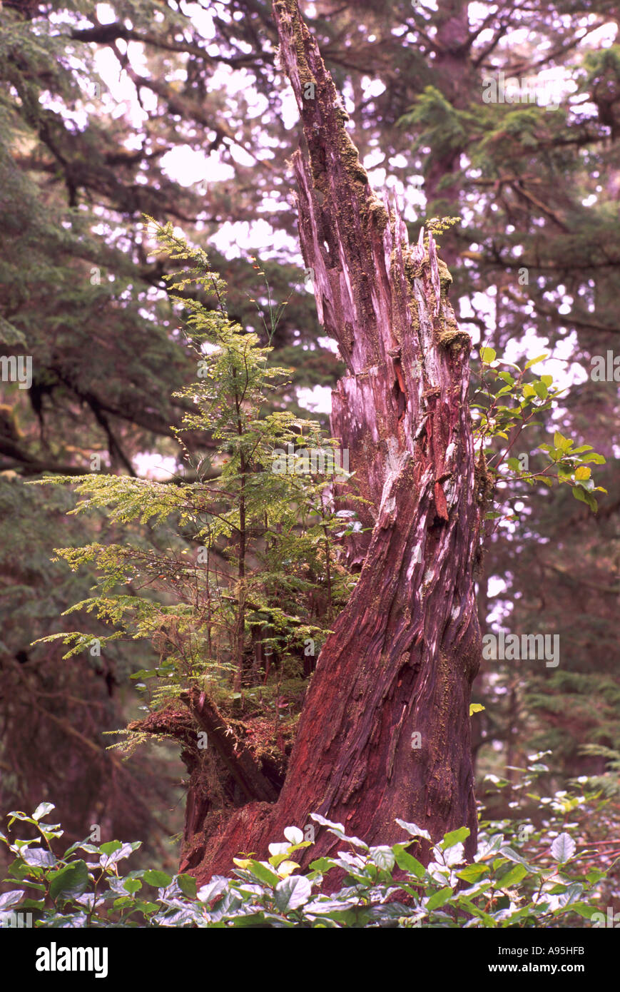 A Coniferous Nursing Tree growing out of a Decomposed Tree Stump on ...