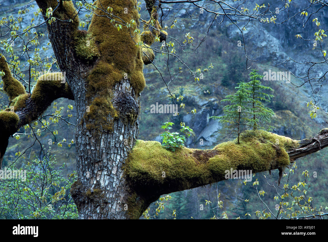 A Coniferous Nursing Tree growing out of a Moss-covered Branch on a ...