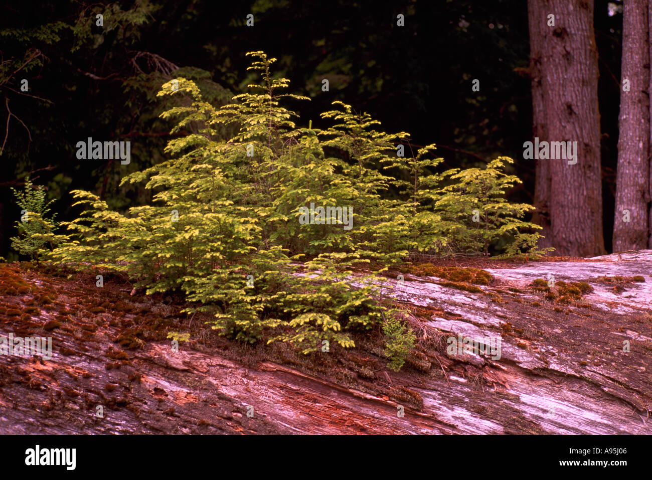 A Coniferous Nursing Tree growing out of a decomposing Tree Log in ...