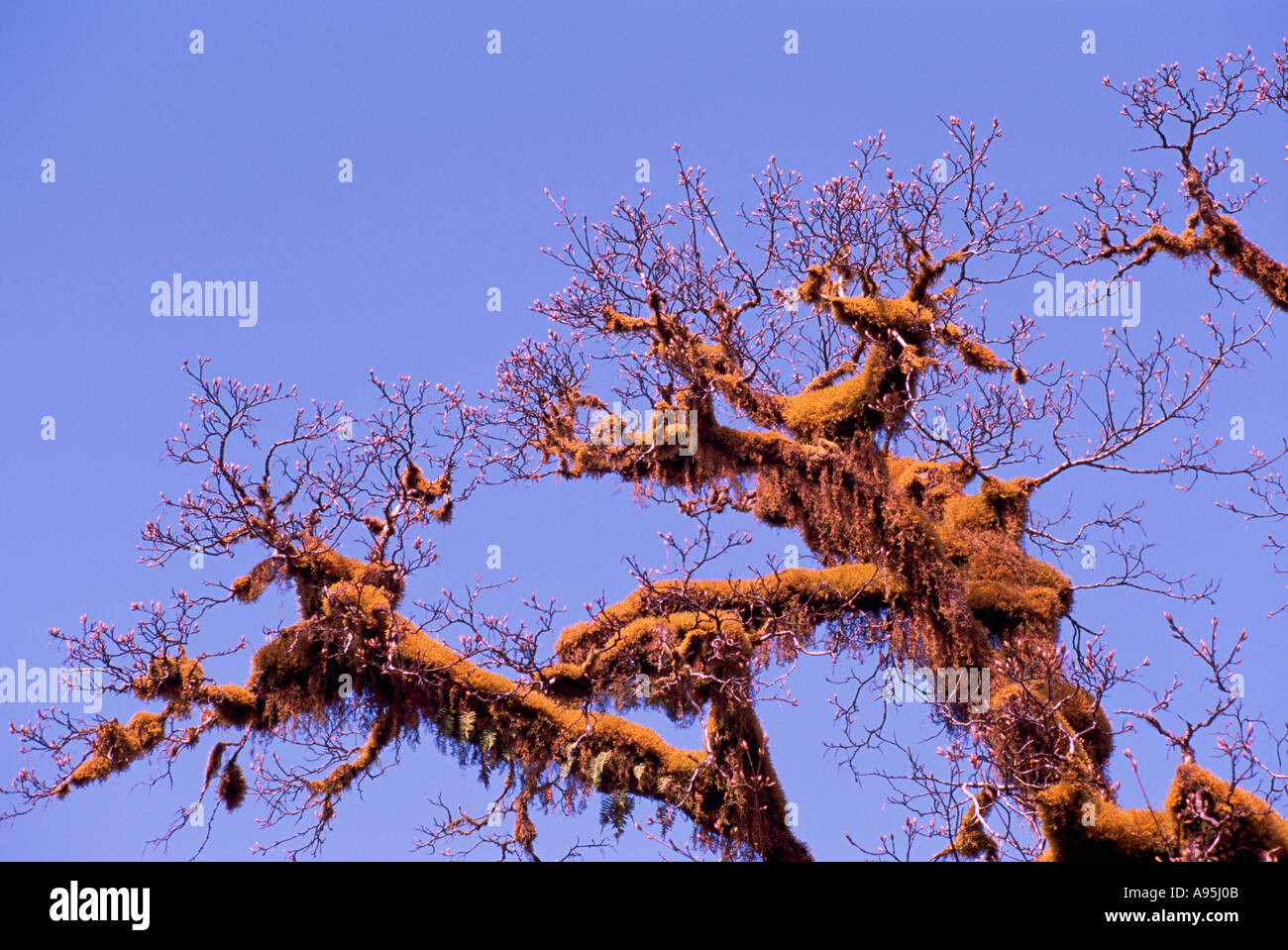 Moss-covered Trees and Branches in a West Coast Rainforest in British ...