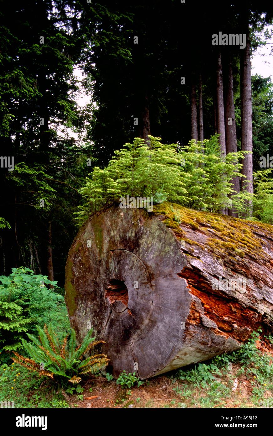 Coniferous Nursing Trees growing out of a decomposing Tree Log in ...
