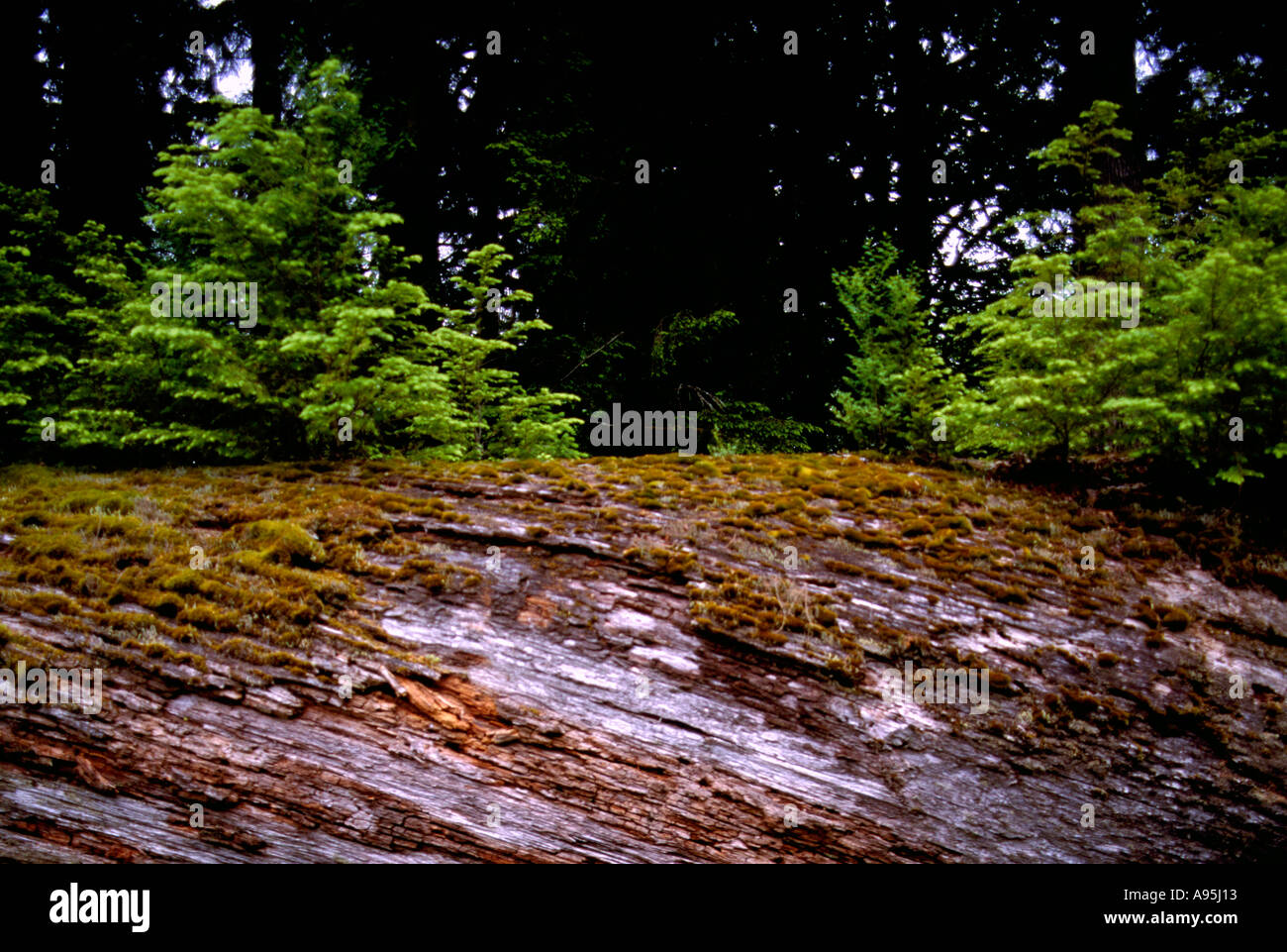 Coniferous Nursing Trees growing out of a decomposing Tree Log in ...