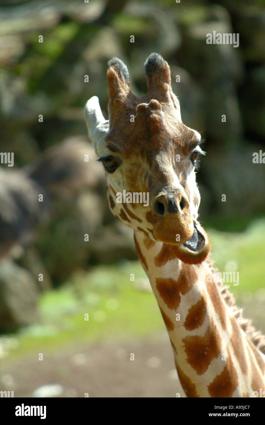 Giraffe Laughing