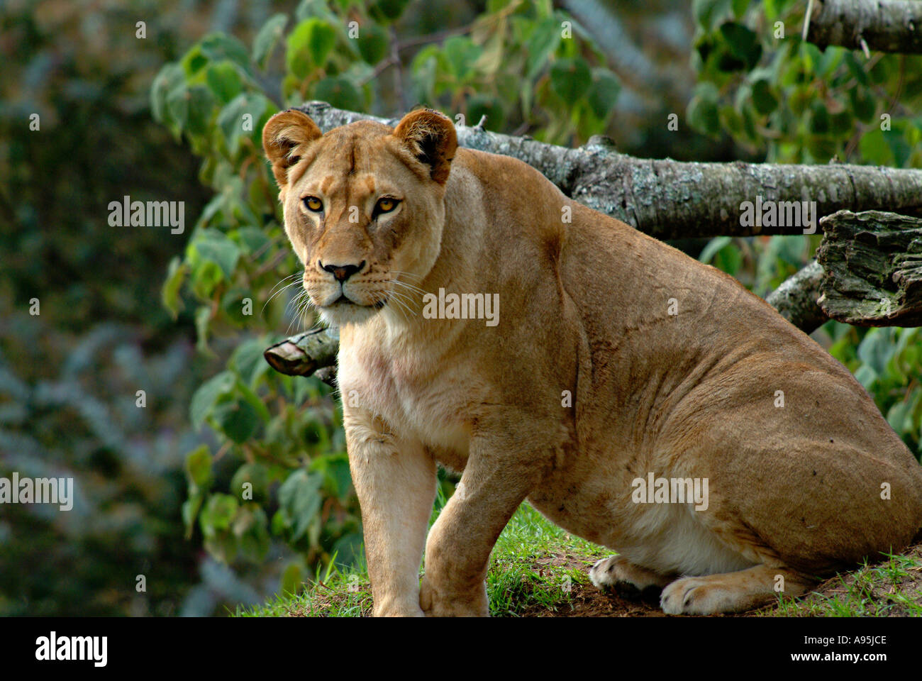 female lion lioness sitting watching Stock Photo - Alamy