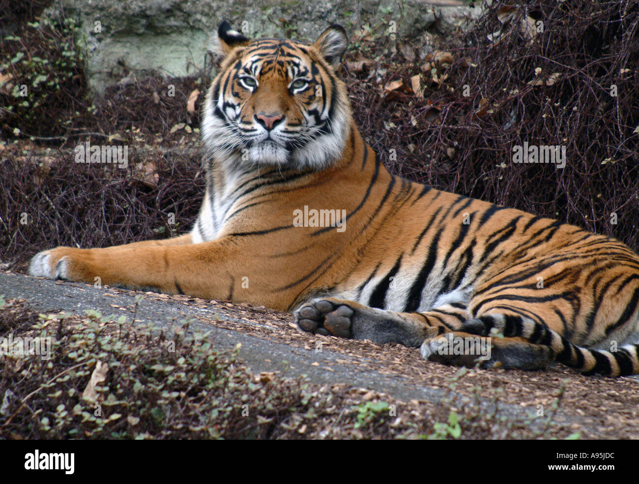 Tiger at rest Stock Photo - Alamy
