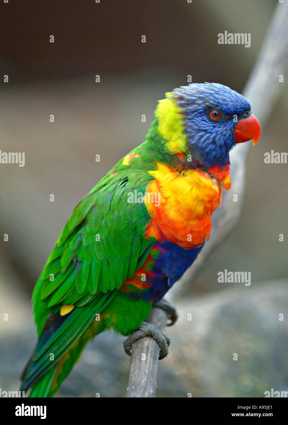 Multicoloured parakeet hi-res stock photography and images - Alamy
