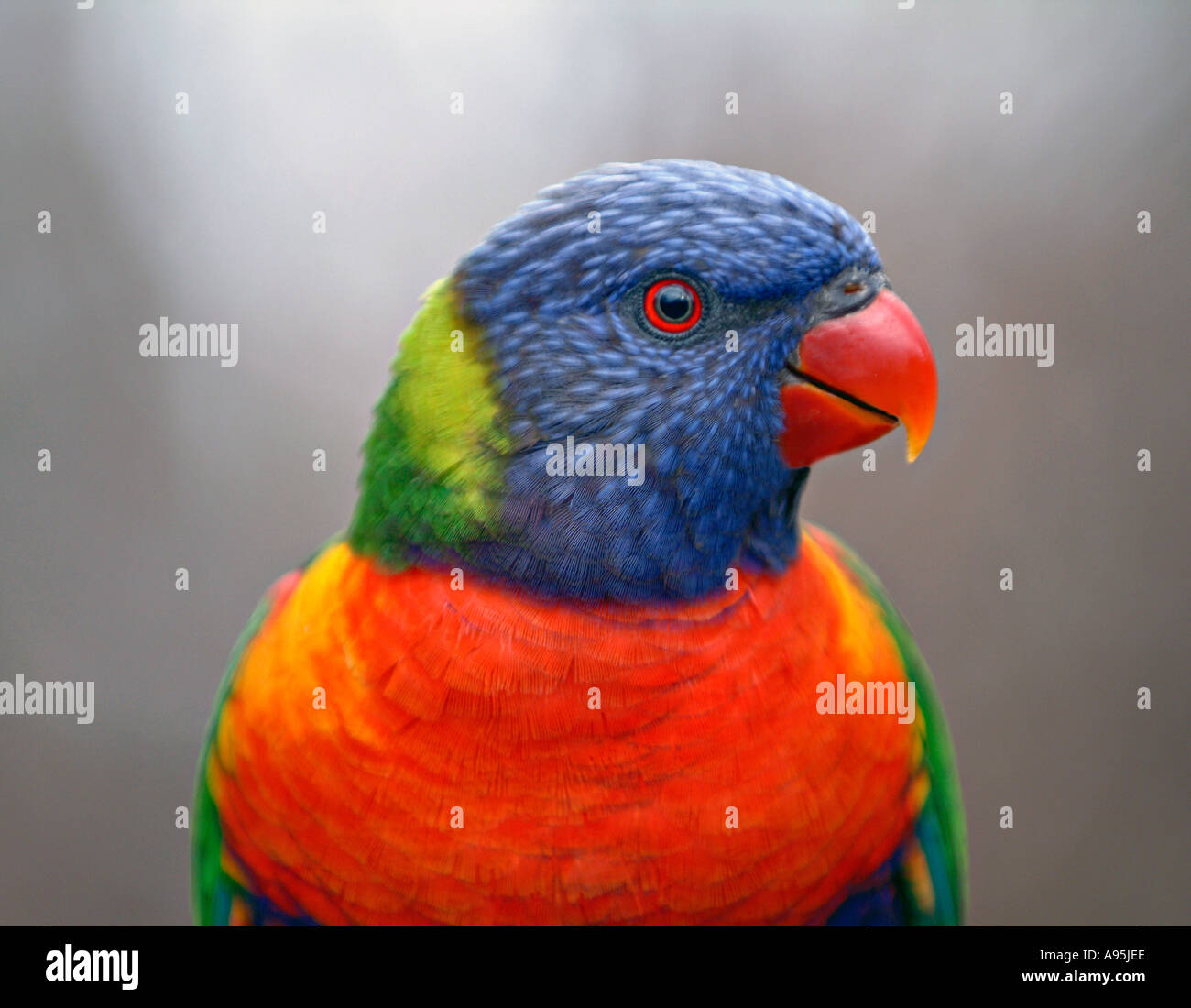Multicoloured parakeet hi-res stock photography and images - Alamy