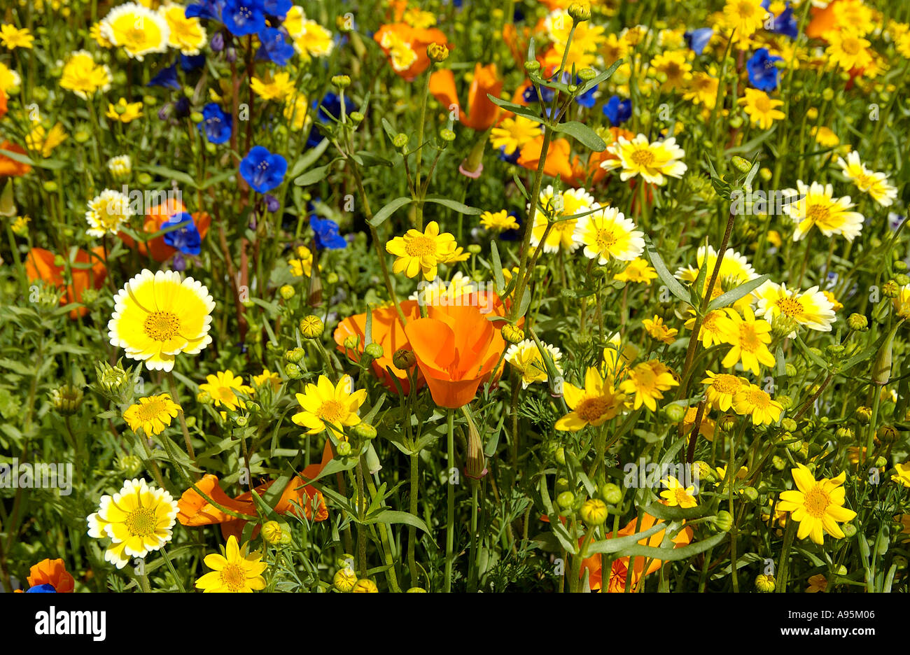 A field of wildflowers Stock Photo - Alamy