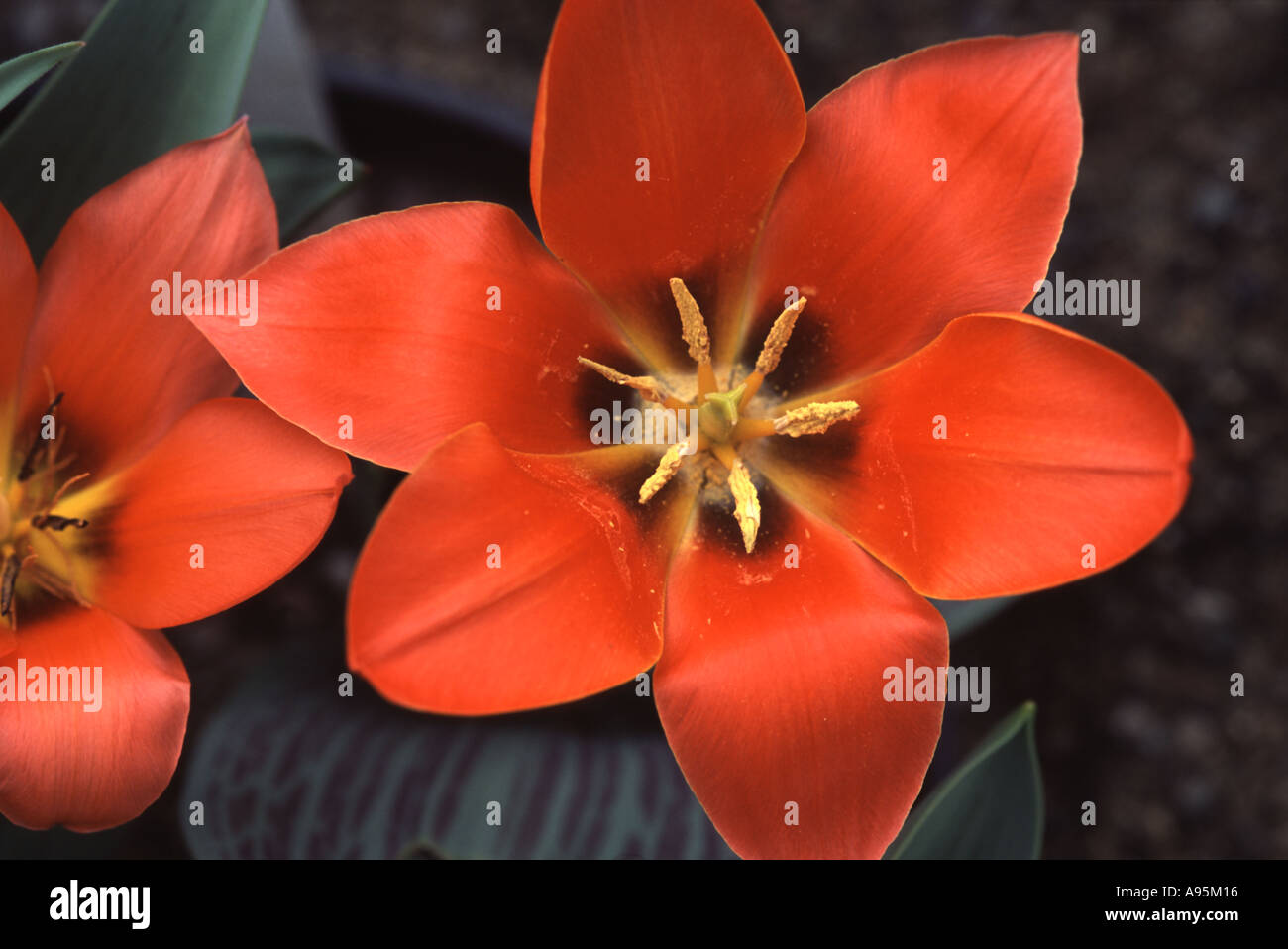 Tulipa greigii 'Albion Star' (Greigii-Tulpe)