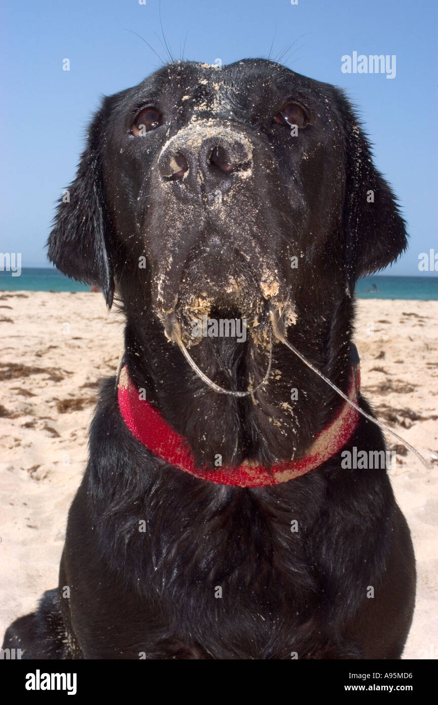 black labrador at beach Stock Photo - Alamy