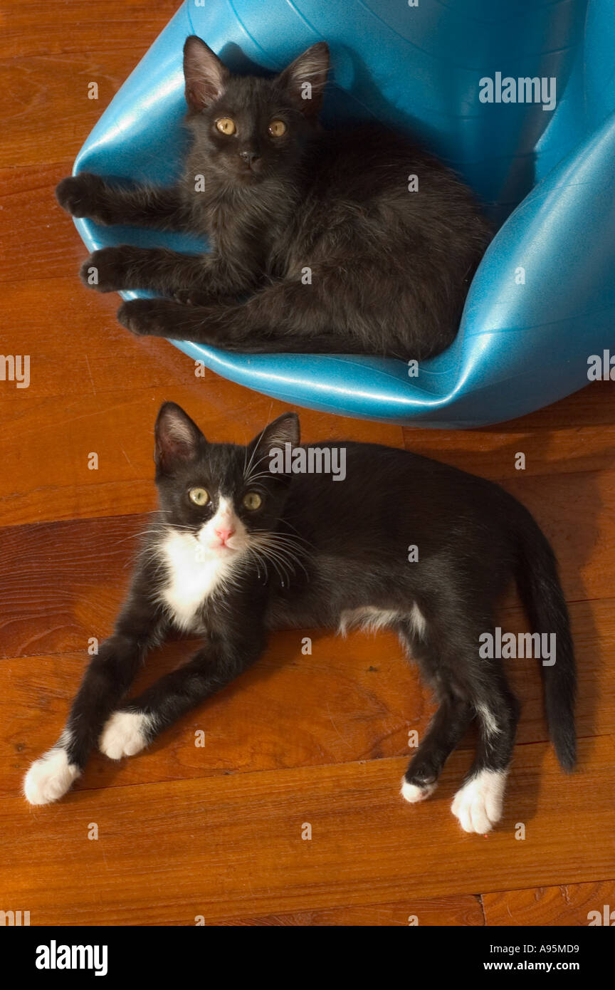 Cats - The Super Furry Animals Stock Photo - Alamy