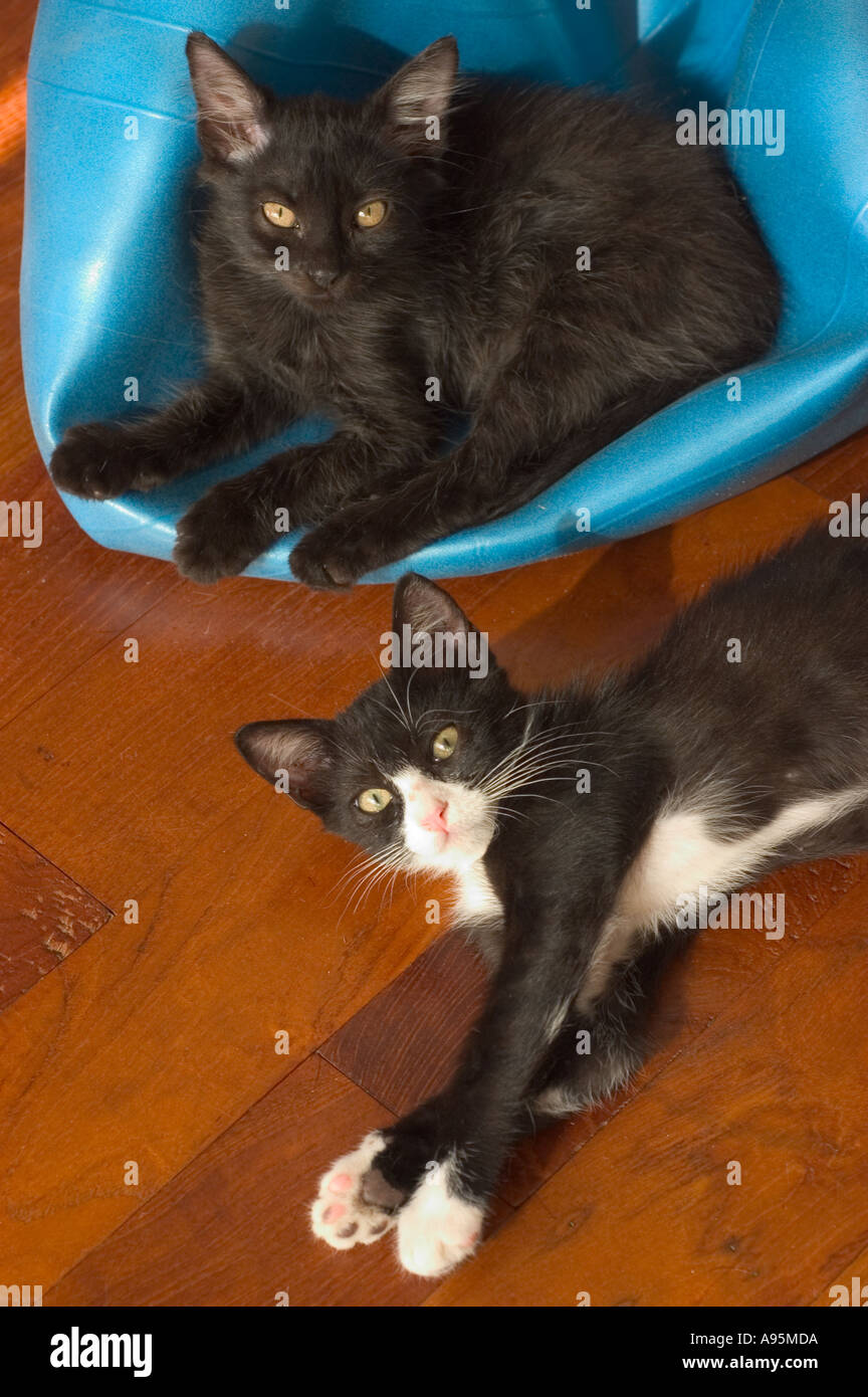 The super furry animals hi-res stock photography and images - Alamy