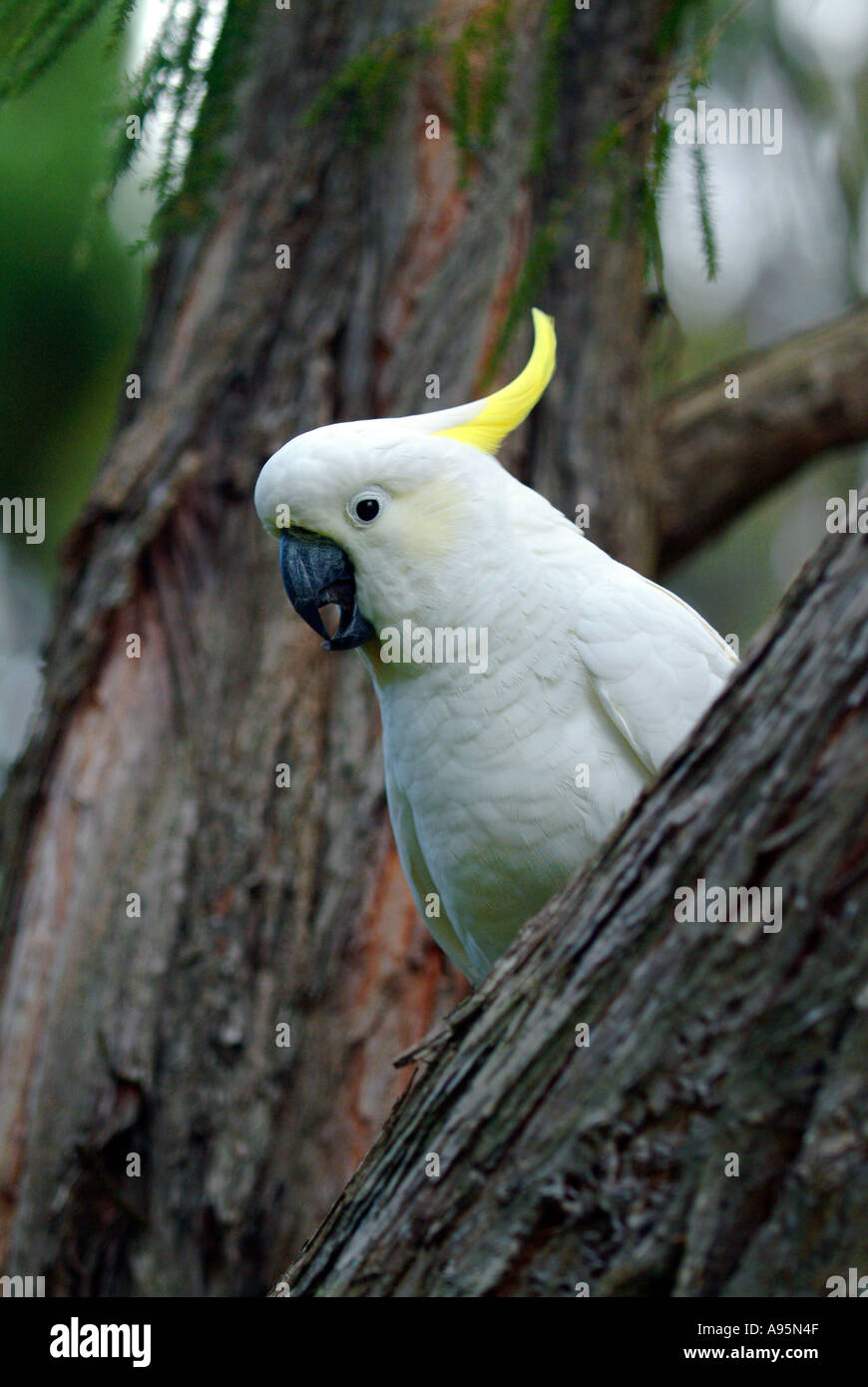 Australian White Cockatoo in tree Stock Photo - Alamy