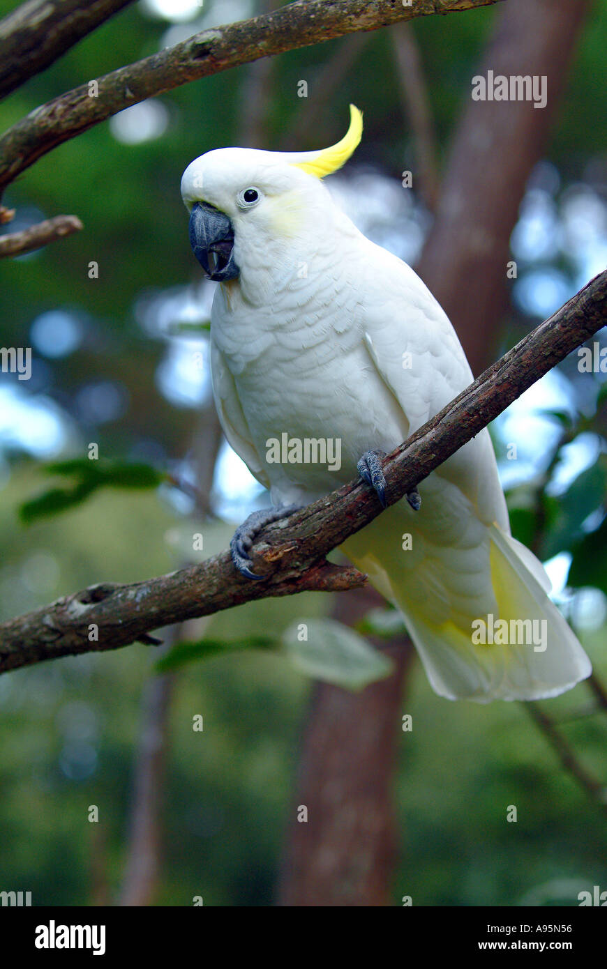 Cheeky cockatoo hi-res stock photography and images - Alamy