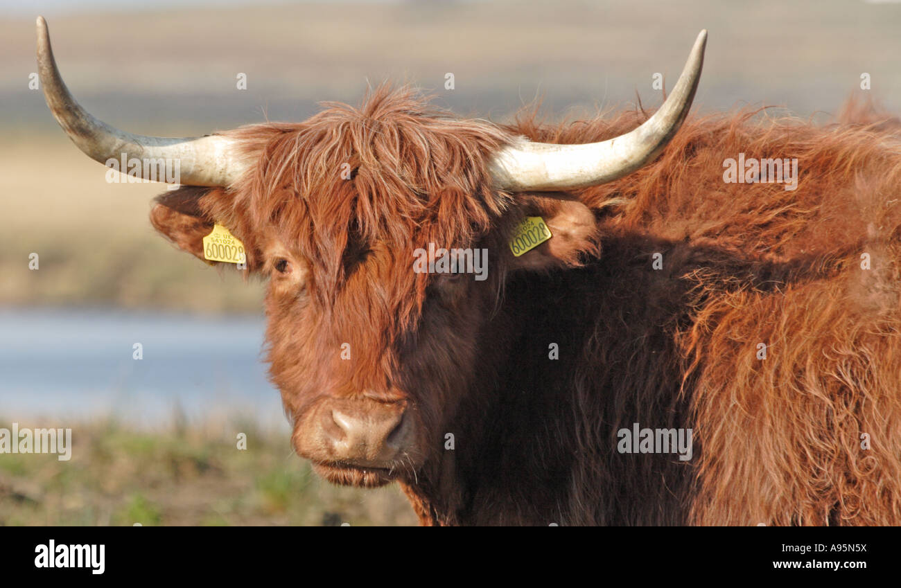 Highland cow head hi-res stock photography and images - Alamy