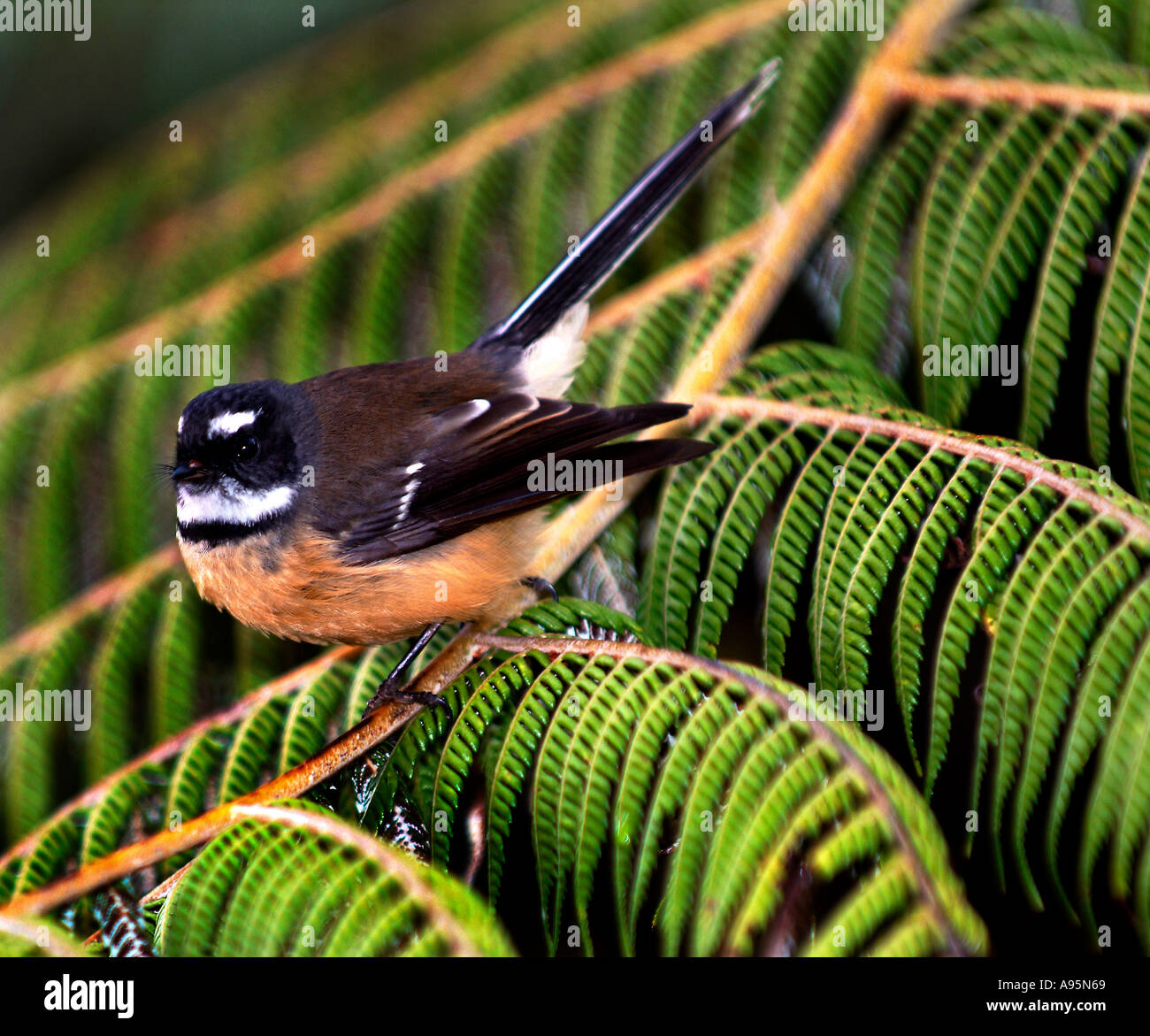 Birds fantail pigeon parrot hi-res stock photography and images - Alamy