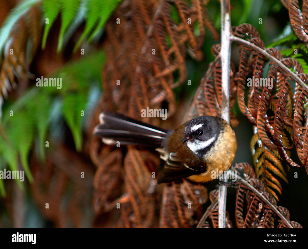 Fantail native forest bird of New Zealand and Australia Stock Photo - Alamy