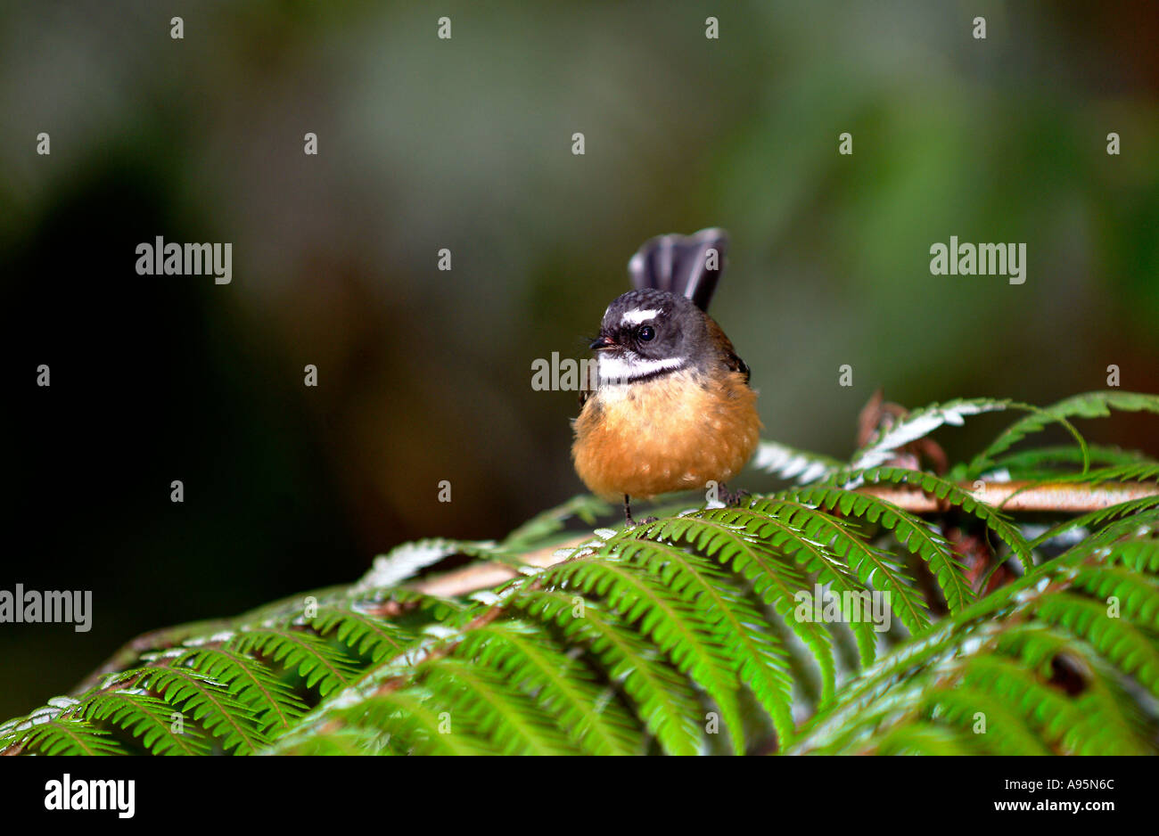 Birds Fantail Pigeon Parrot High Resolution Stock Photography and ...