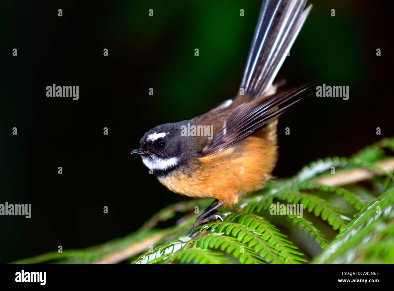 Fantail native forest bird of New Zealand and Australia Stock Photo - Alamy