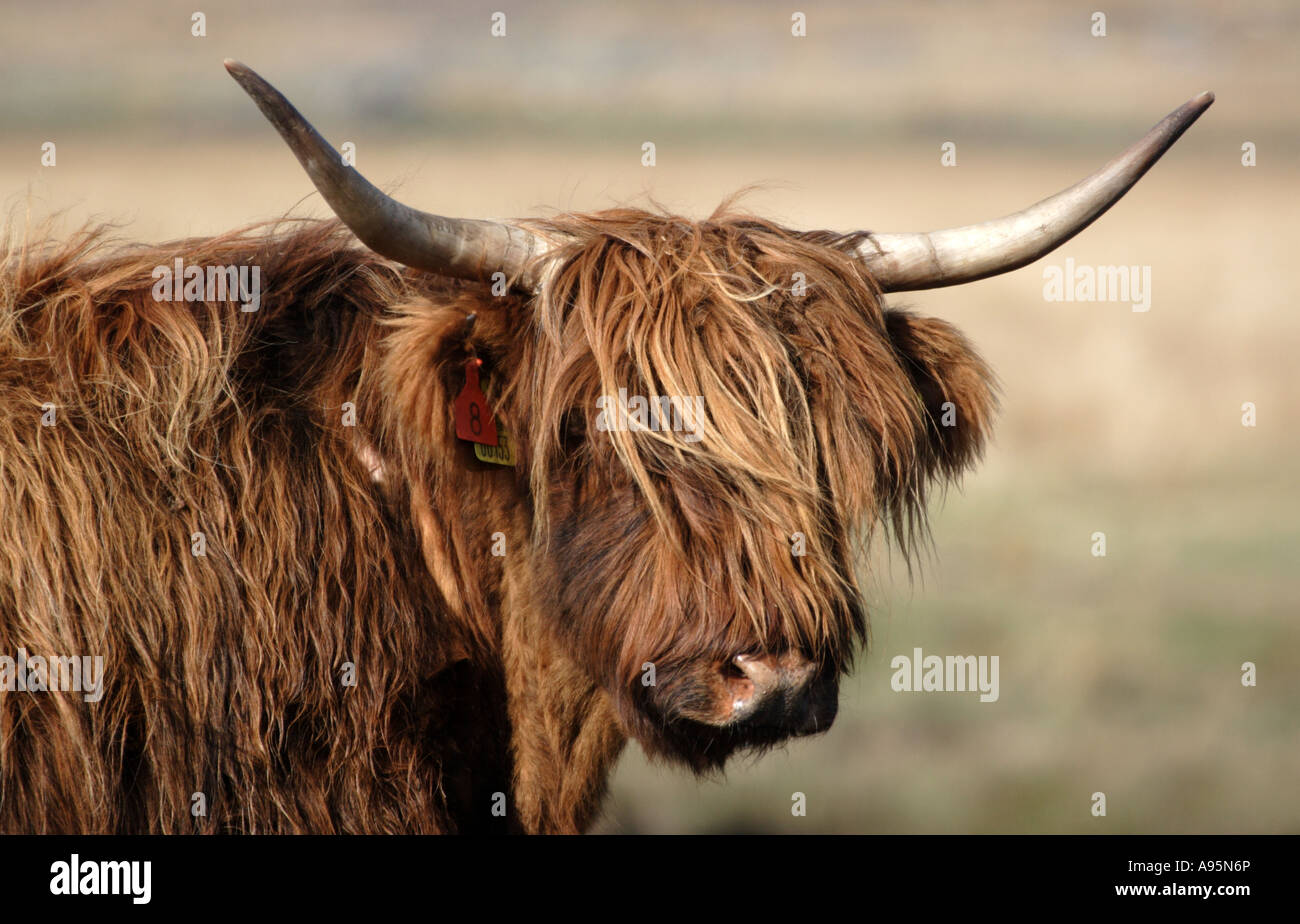 Scotland suckler beef cow hi-res stock photography and images - Alamy