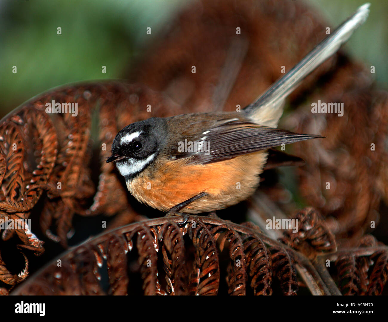 Fantail native forest bird of New Zealand and Australia Stock Photo - Alamy
