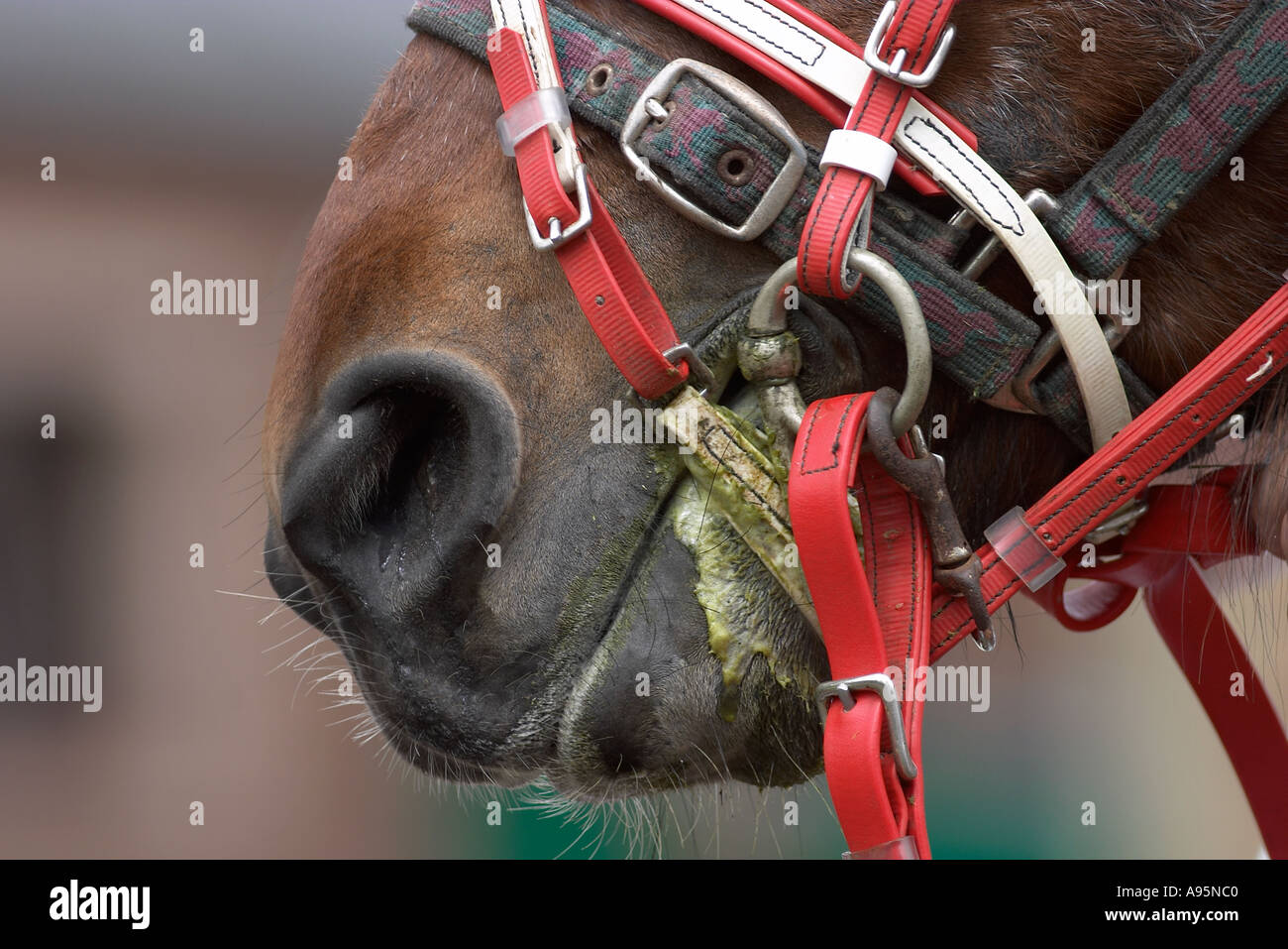 Bridle Bit and Harness detail Stock Photo - Alamy