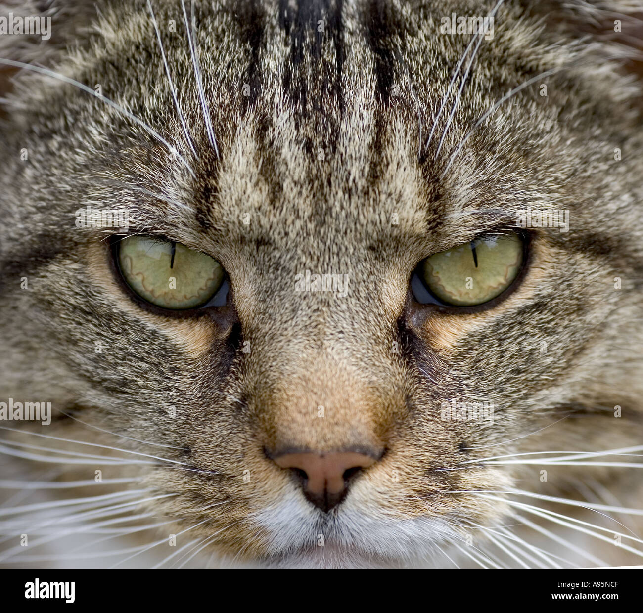 Cats intense stare hi-res stock photography and images - Alamy