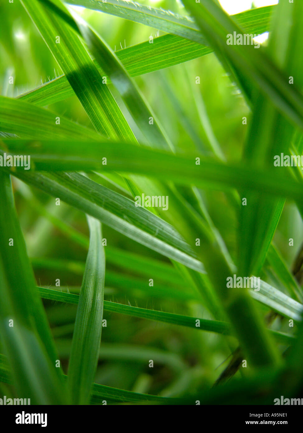 Horizontal composition grasses hi-res stock photography and images - Alamy