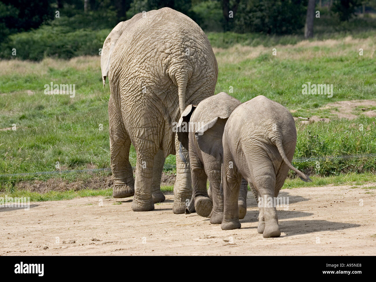 Rear View Three African Elephants Stock Photo - Alamy
