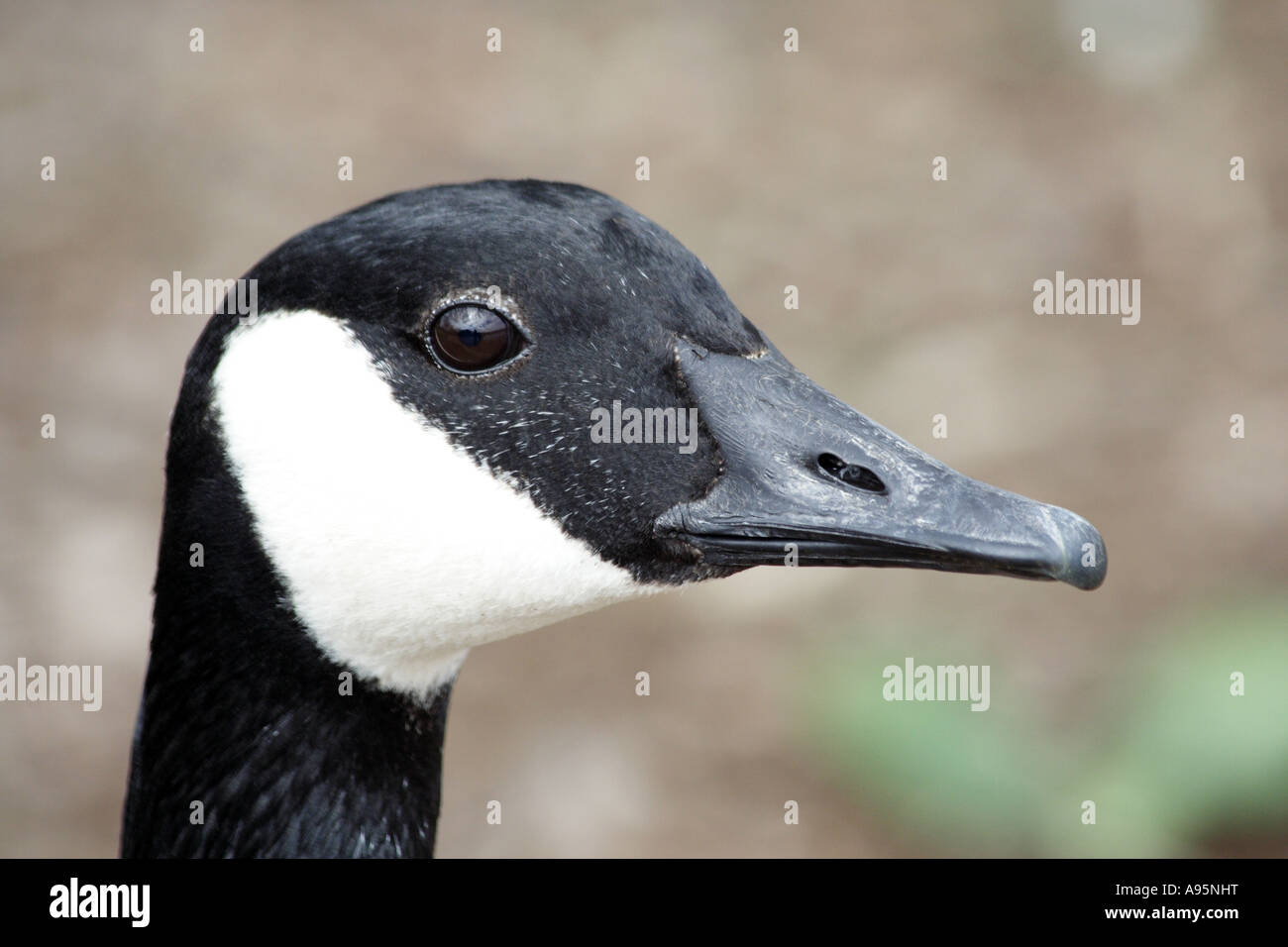 Gooses head hi-res stock photography and images - Alamy