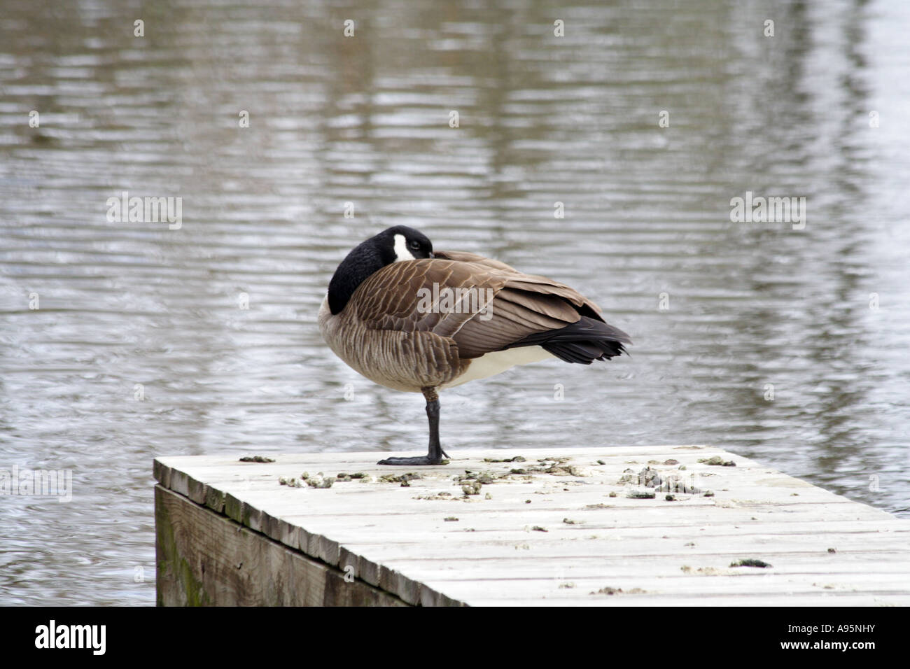 Duck staying on one leg Stock Photo - Alamy