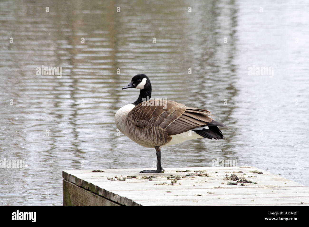 Goose staying on one leg Stock Photo - Alamy
