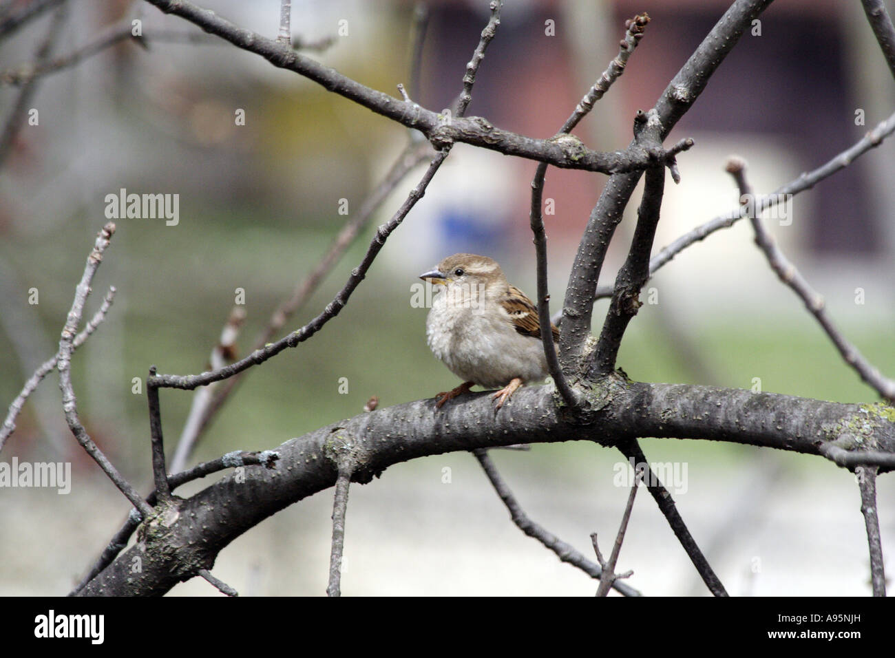 Image nice bird hi-res stock photography and images - Alamy